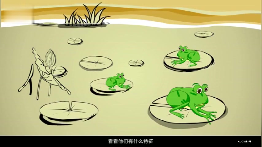 【科普】什么是两栖动物