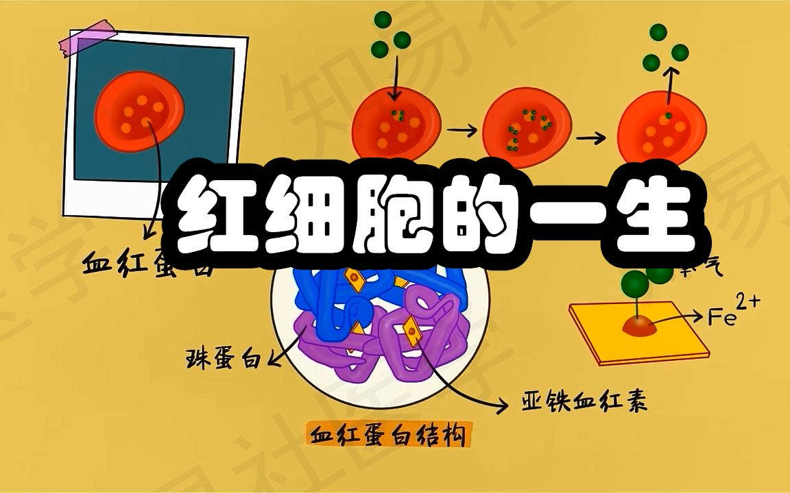 生理学带背 5分钟了解 红细胞的一生