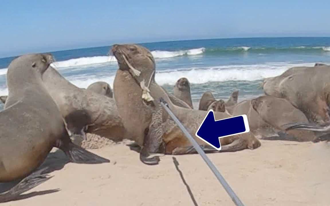 最新救援工具!用吊钩拯救被线缠绕的海狮【纳米比亚海洋保护队】