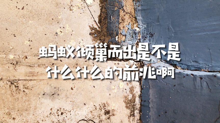 我真的有点方了,所有地方蚂蚁倾巢而出,这是不是什么前兆啊