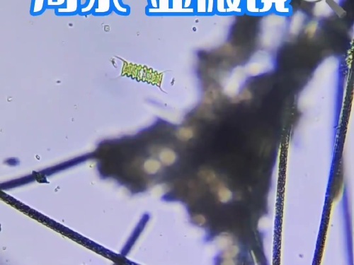 显微镜探秘,揭示微观世界的惊人秘密与奇观!