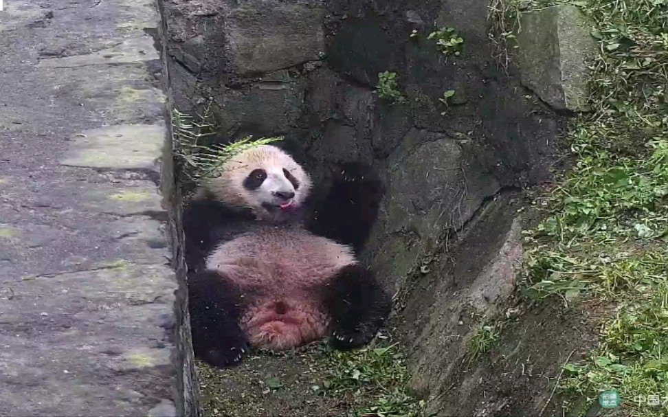 春天,万物生长,让我们带上篮筐基尼去青城山的水沟里捡熊猫宝宝吧!