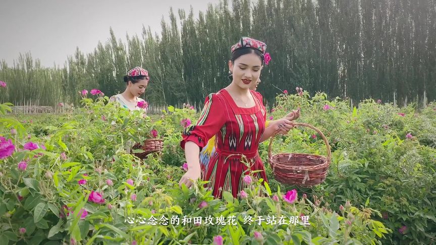 心心念念的新疆和田玫瑰花田,遇见美丽的维吾尔族美女采玫瑰