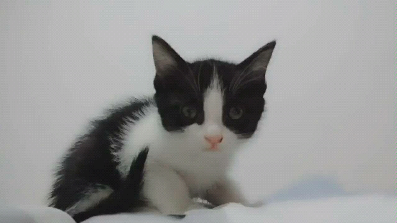 ...一只一个多月的小猫咪,取名小黑豆,下面大家一起见证小黑豆的成长吧