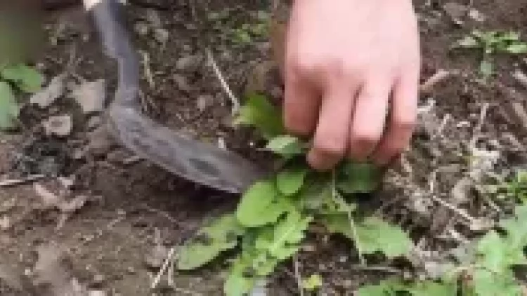 蒲公英加它泡水喝,坚持半周,腰膝不软肾脏满,越喝越厉害