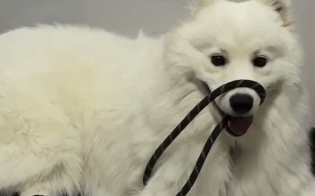 最近狗届安全教育不可少!|文明养宠每一天