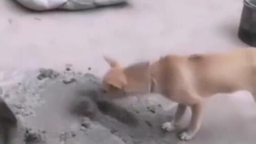 成年狗的生活,那有容易二字