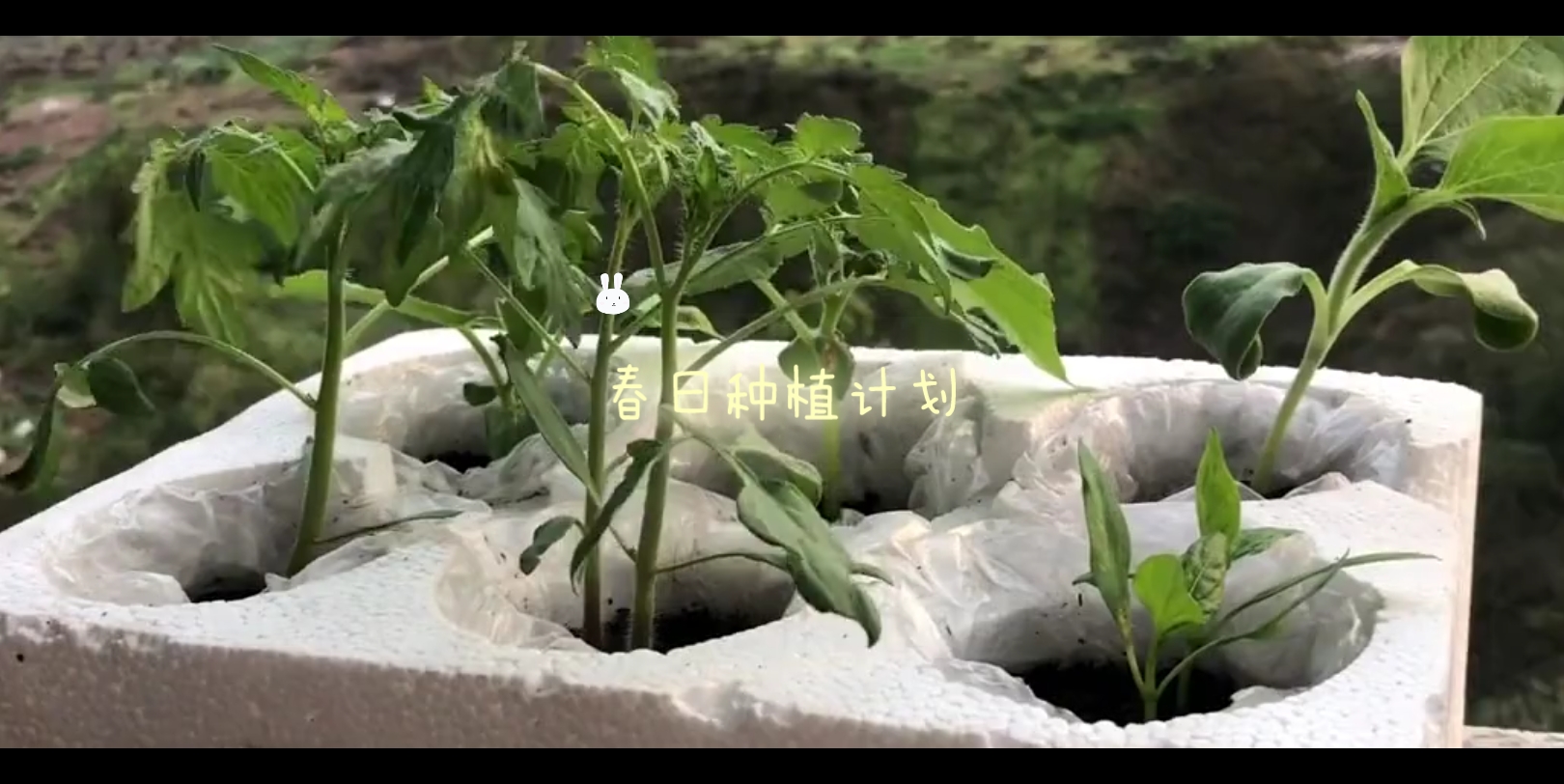 春日种植计划:春季种植日常,家中阳台也能变成菜园子