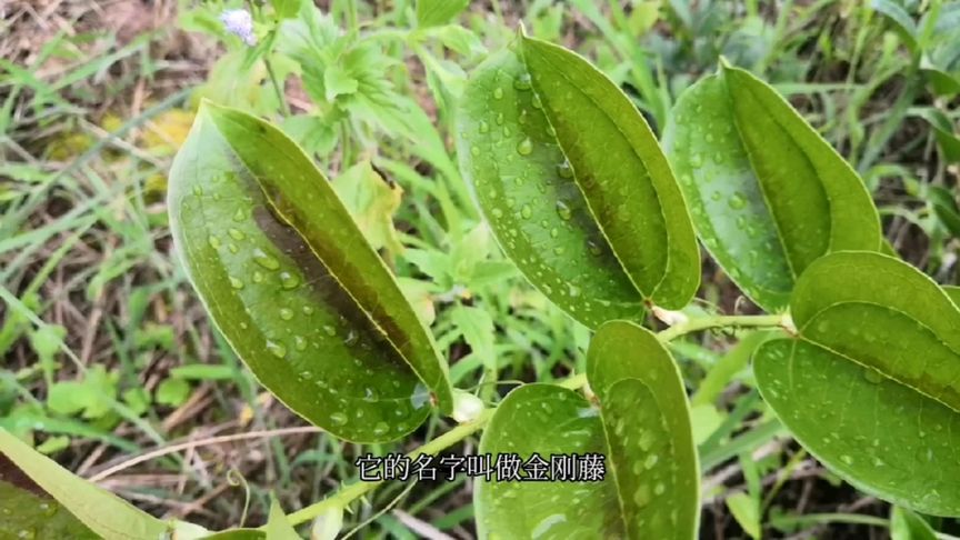 这种植物有一个很霸气的名字,叫做金刚藤,金刚藤药用价值极高