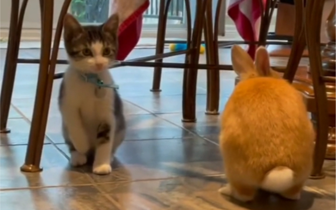 当小猫咪以为自己也是只兔子