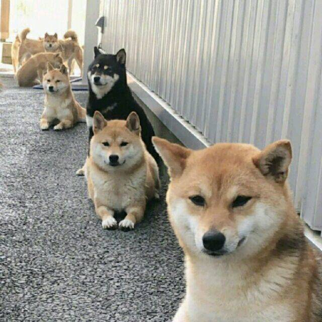 地瓜你个大番薯 