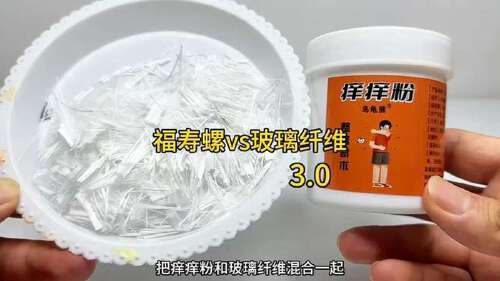 痒痒粉混合玻璃纤维!福寿螺瞬间疯狂挣扎,反应太诡异!