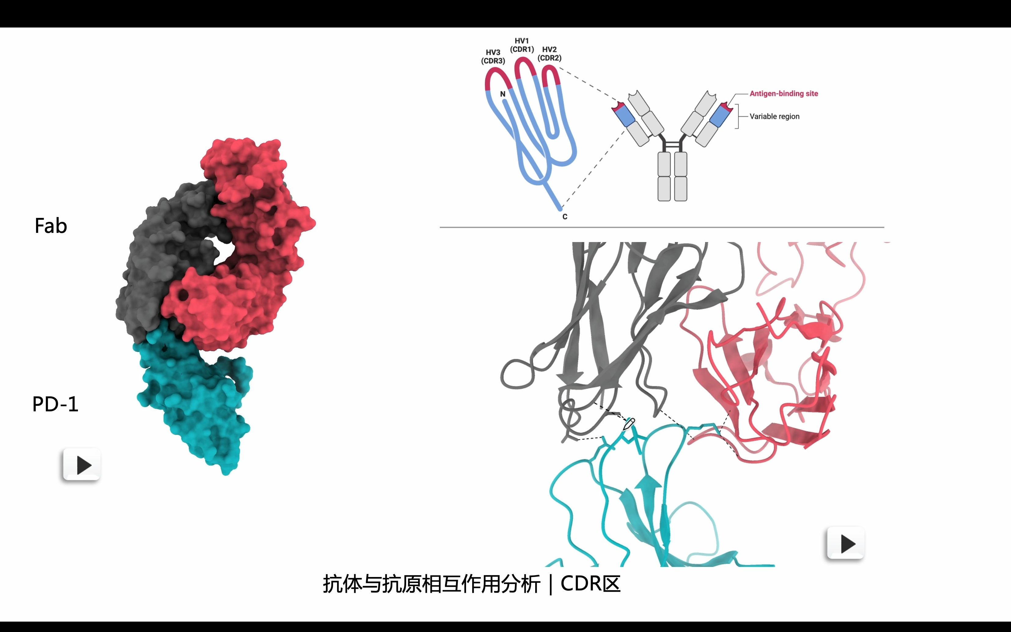 08讲. 结构解析案例篇|抗体蛋白的结构解析【结构免疫学】