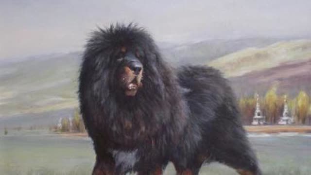 这个狗就是传说中的獒与鬼的结合?能咬死两只藏獒 4只高加索?