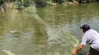 大叔旋网撒得真不错,又大又圆,抓的鱼也非常多!