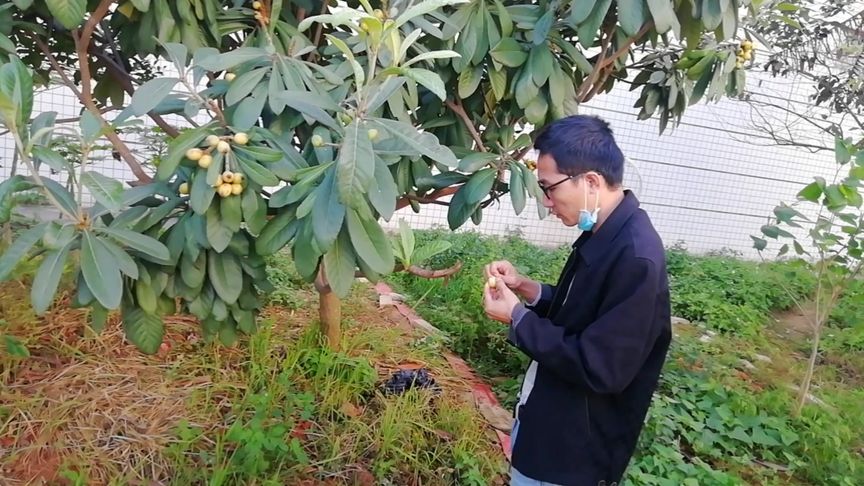 去摘枇杷吃,酸酸甜甜的,你知道枇杷的功效吗