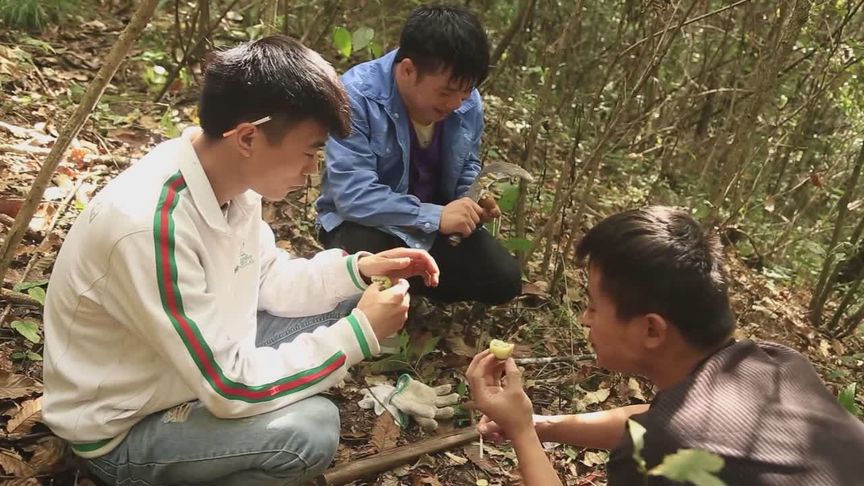 摘杨桃,没想到杨桃树长这个样子