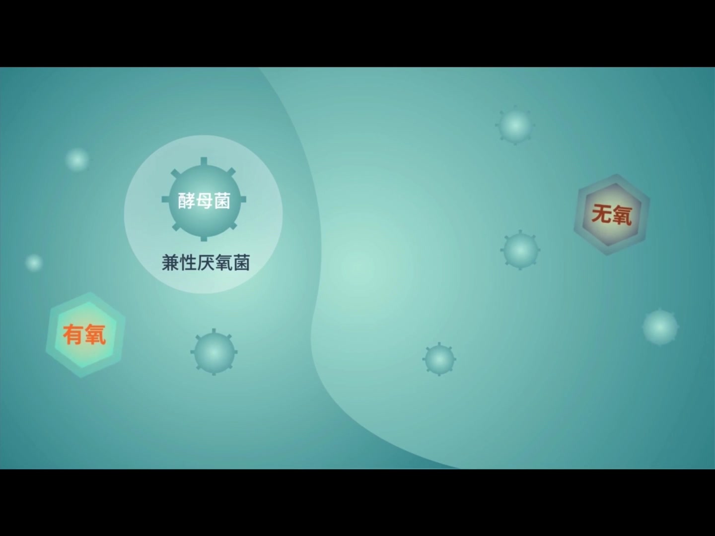 生物大师:细胞呼吸