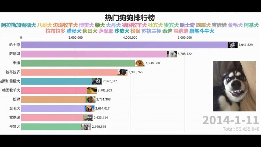 2011-2020年我国最喜爱宠物犬排行榜!