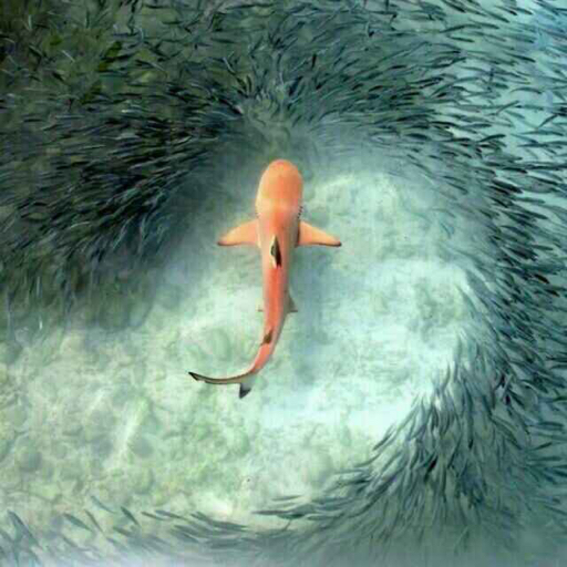 阿维卡不卡 