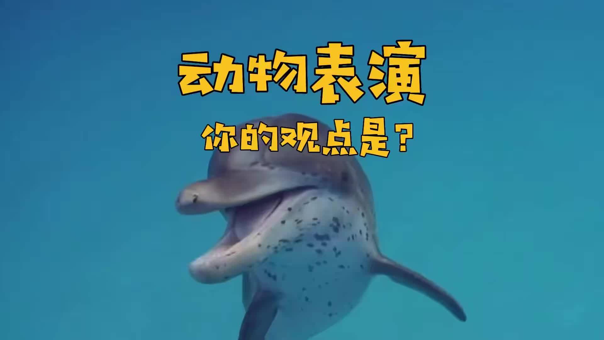 关于动物表演,我有话要说