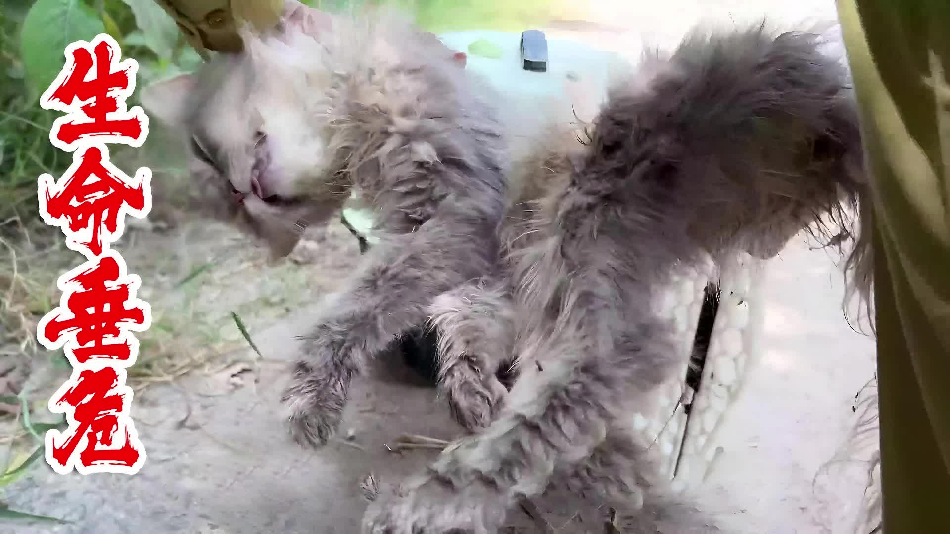 流浪猫妈妈为小猫寻食,惨遭投毒,下一秒直接倒地,人神共愤!