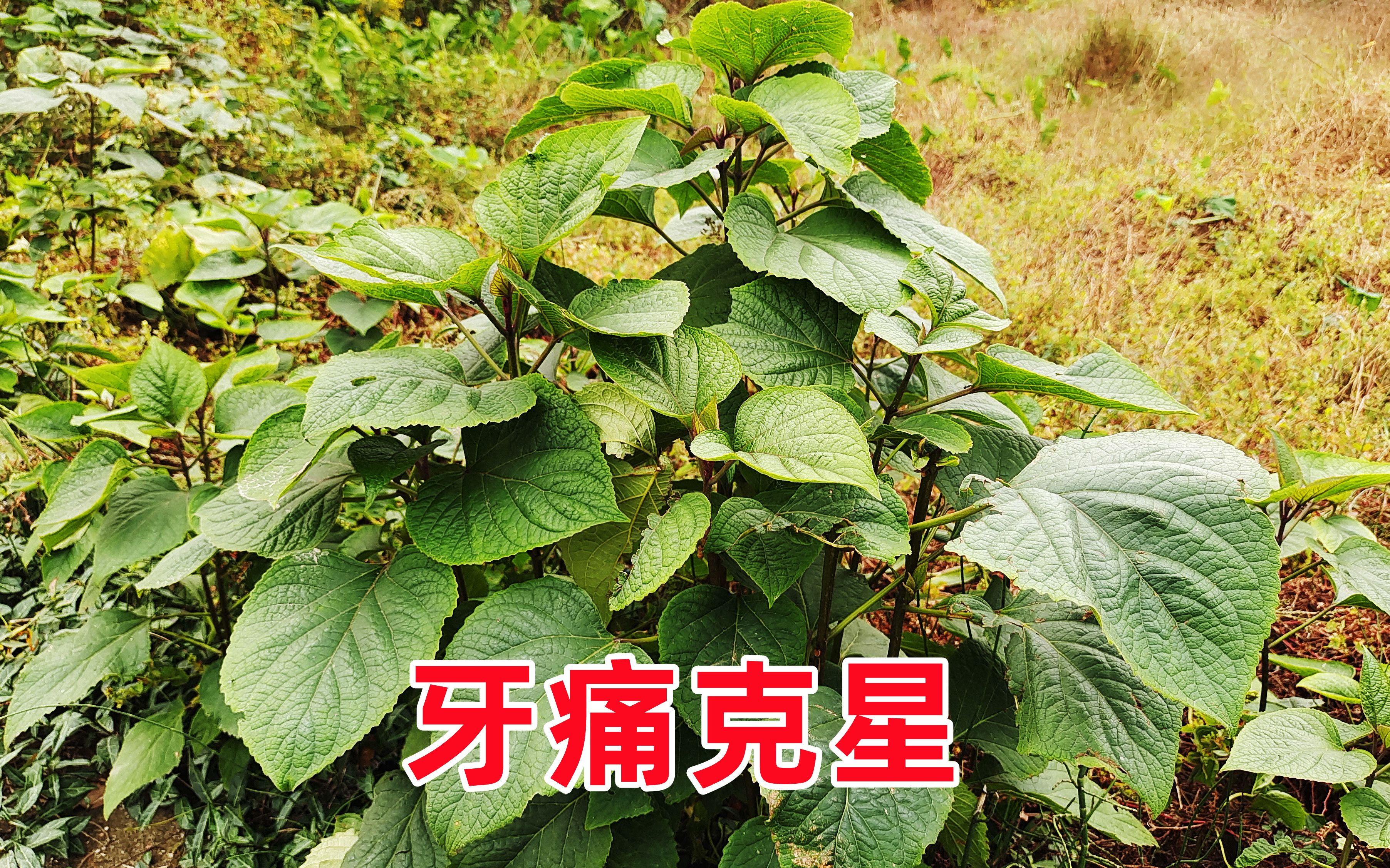 农户朋友极其讨厌臭牡丹,老一辈却把它当成宝,它的价值很珍贵