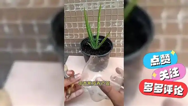 用香蕉皮养芦荟,长势更旺盛