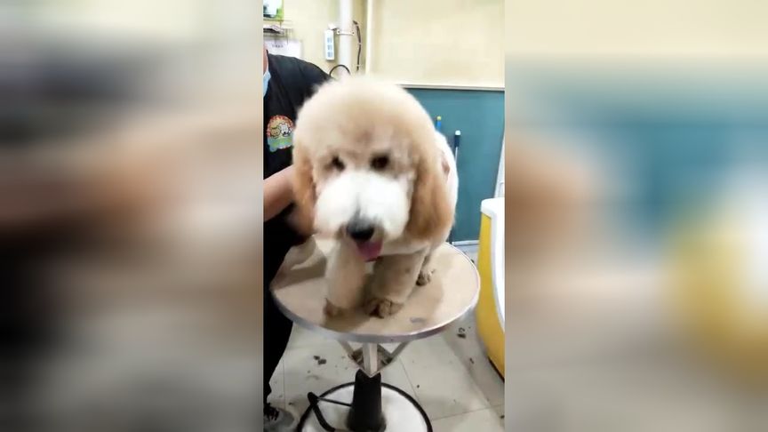 宠物狗狗:给狗狗洗澡打理,有没有很漂亮呢