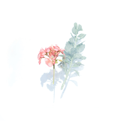 起舞弄卿影i 