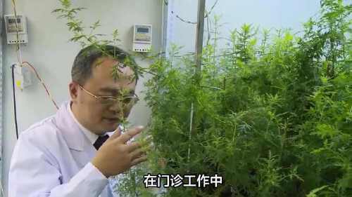 青蒿素竟非来自青蒿?颠覆认知的提取真相大公开!