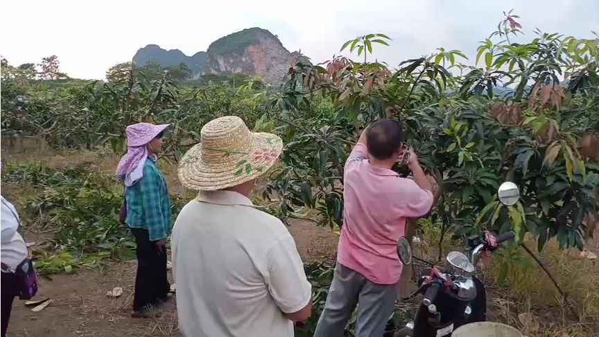 芒果修剪早控梢就提早