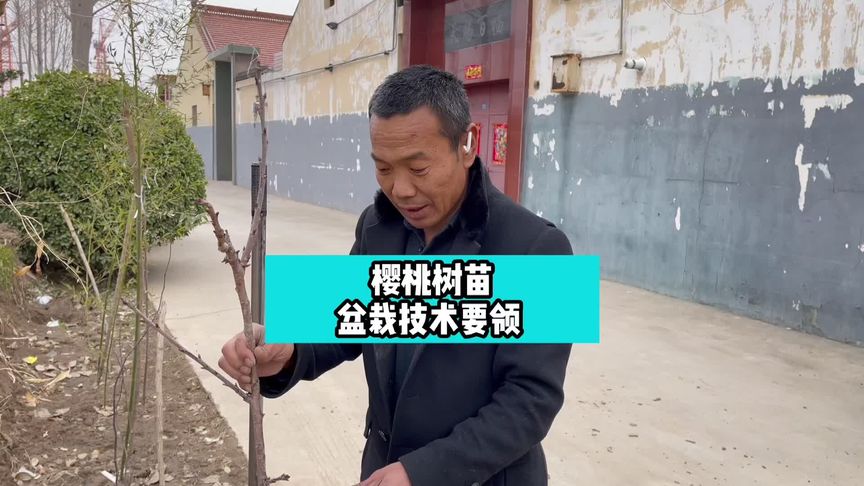 樱桃树盆栽技术要领#樱桃树苗管理 #樱桃树苗种植培育 #果树种植