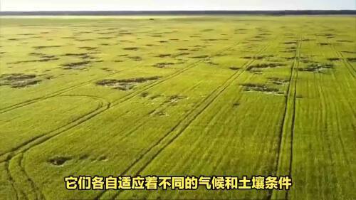 小麦与水稻:播种范围的较量