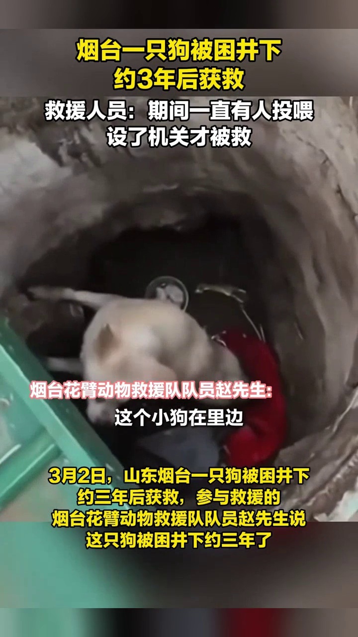 狗狗被困井下约3年后获救,救援人员:期间一直有人投喂,设了机关才被救