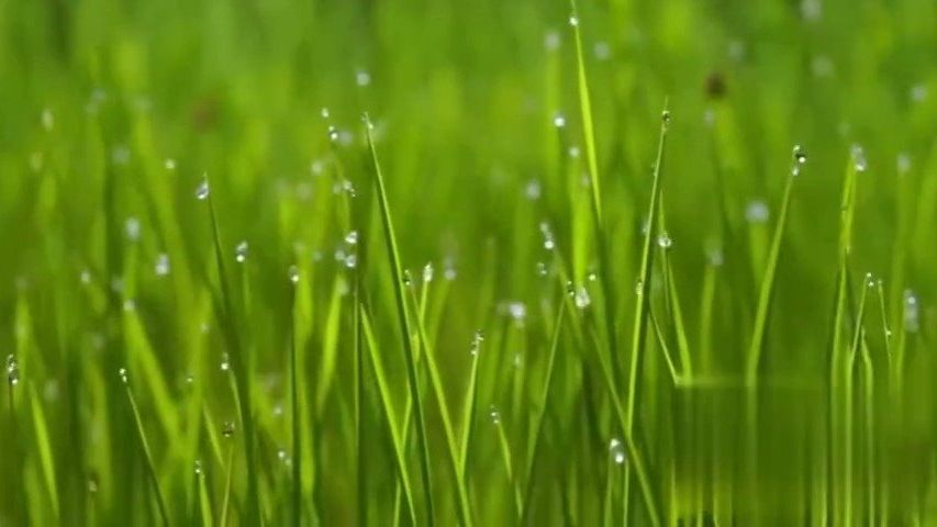 #跟着李子柒看水稻的一生# 跟着正能量的李子柒水稻的一生