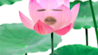 QQ421622664看群文件