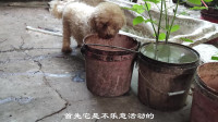 狗狗产子前有什么征兆,听听小赵总结的几点,提前知道狗狗产子