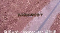 霸州力农2014款电动气吸播种机,玉米播种机,电动气吸播种机