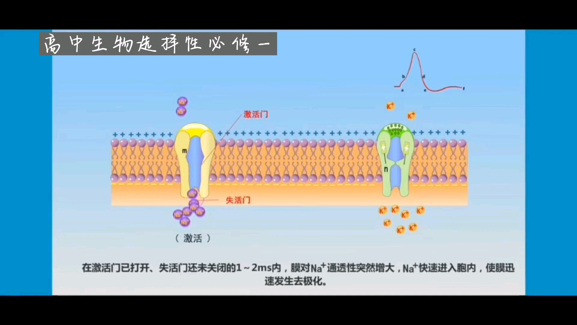 动作电位产生的原因