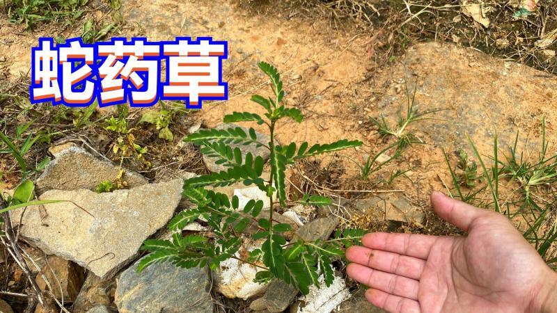 农村菜地有一宝,农村老人称之为"蛇药草",一起来了解下