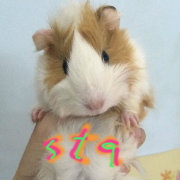 Mr.STA 