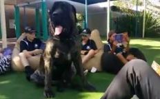 澳洲最大狗当“治疗犬” 115公斤马士提夫犬陪看书!