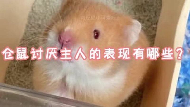 仓鼠讨厌主人的表现有哪些