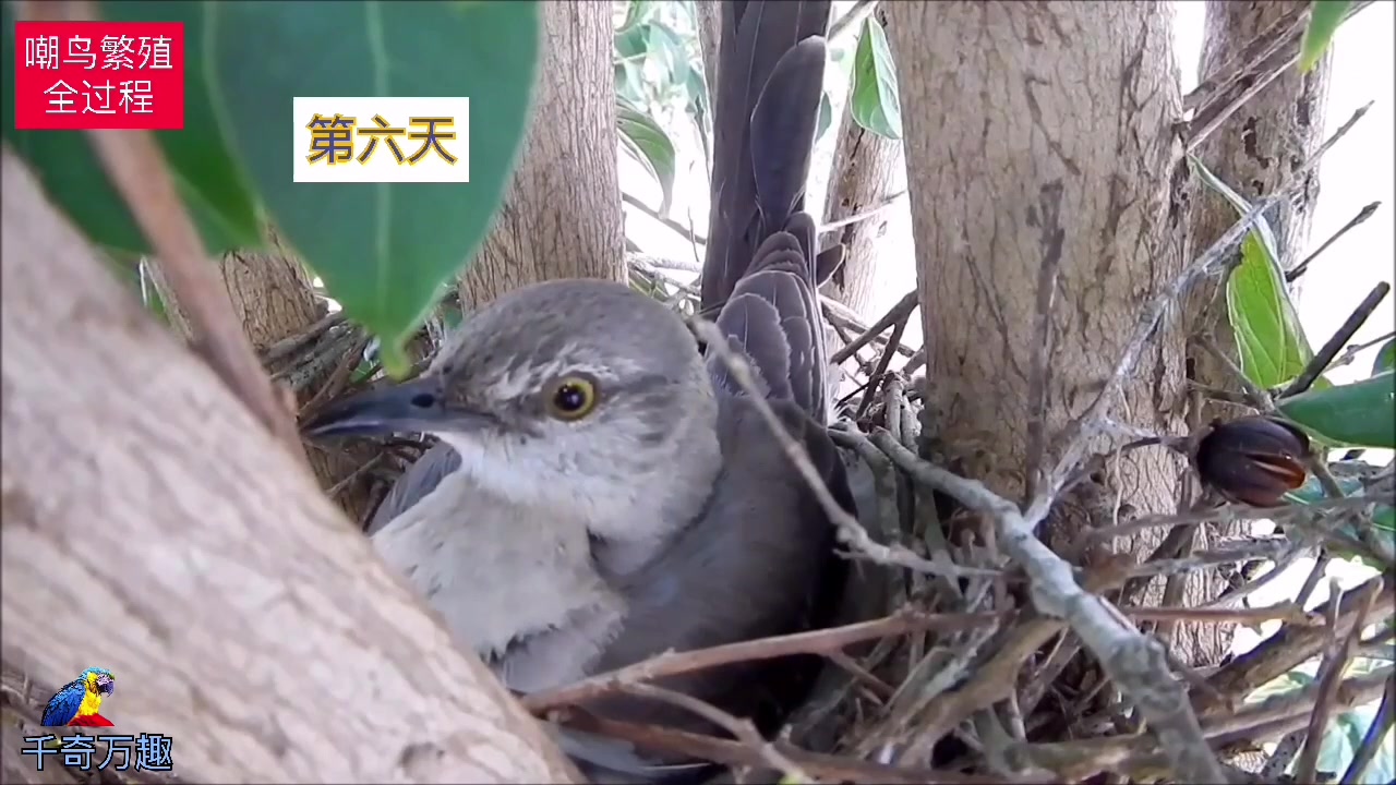 嘲鸟繁殖纪实,由孵化,育雏到离巢全过程。