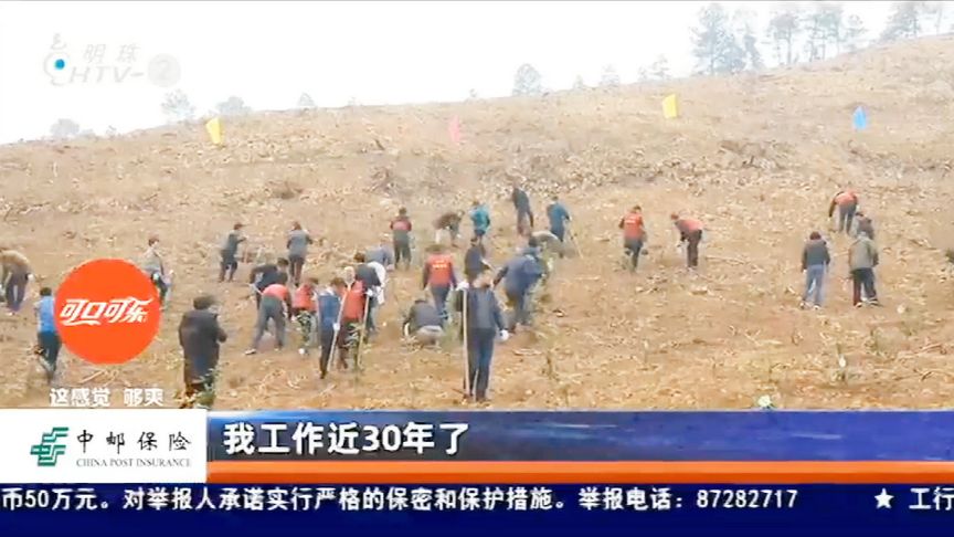 林业部门300多名干部职工响应召唤,种下珍贵树种2000多株