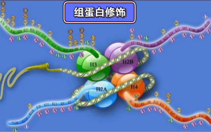 表观遗传——组蛋白修饰:基因表达的精细调控