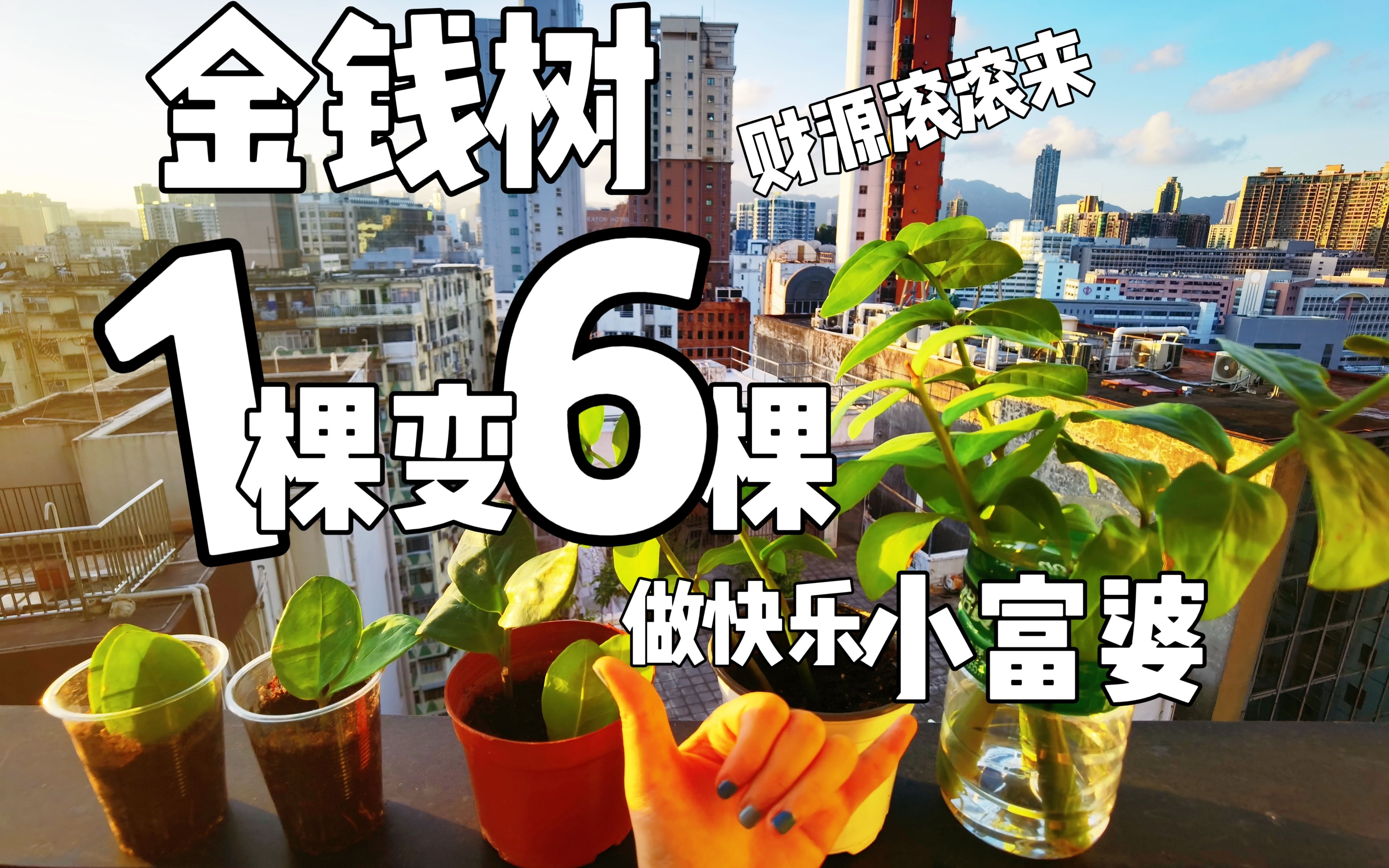 金钱树 | 家养绿植首选,40天拯救计划,拥抱新生