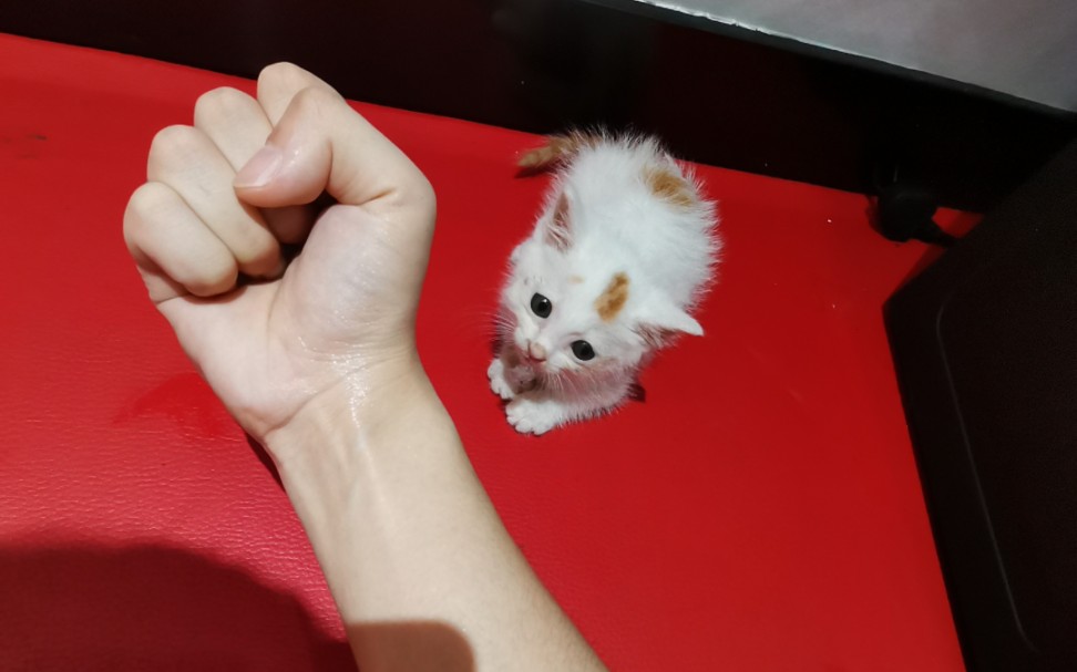 今天受教了很多事情。晚上跑步出出汗,看到我的小猫咪在旁边,我真的...