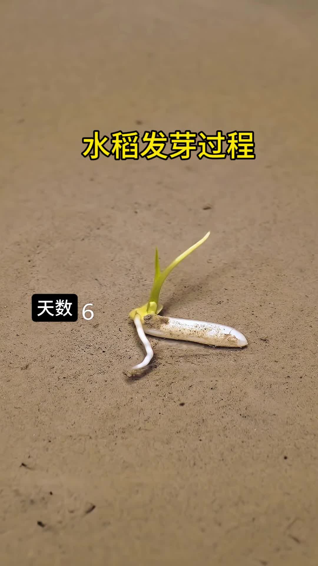 水稻发芽全过程曝光!从种子到幼苗,原来只要这几步#植物 #水培 #园艺 ...